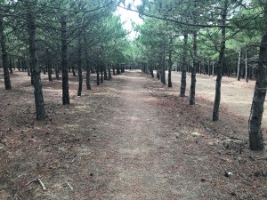 ODTÜ Ormanı: Kid-Friendly Forest Near Park Oran, Ankara – Carrie Reed ...