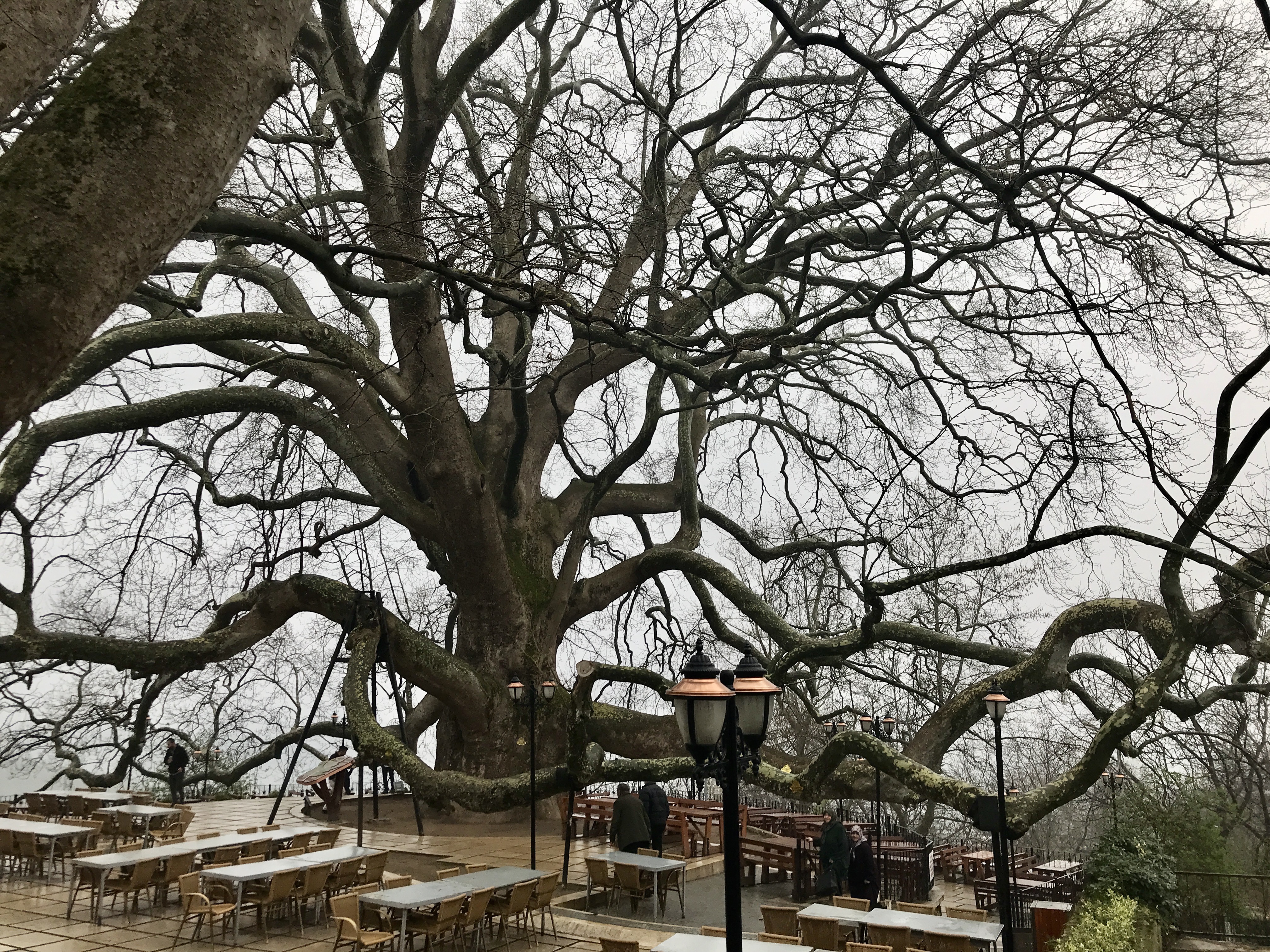 Ancient İnkaya Historical Tree near Bursa, Turkey – Carrie Reed Travels