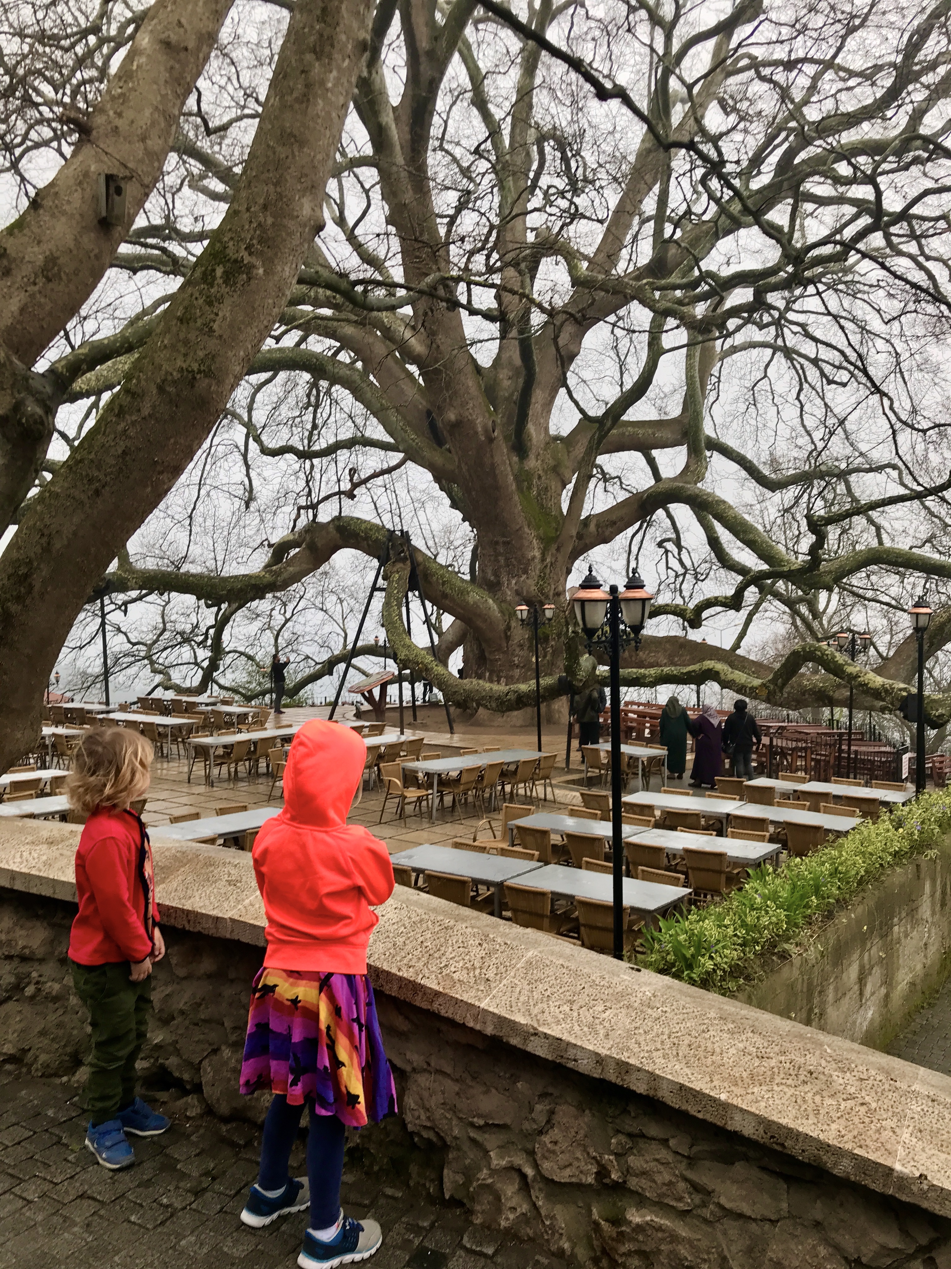 Ancient İnkaya Historical Tree near Bursa, Turkey – Carrie Reed Travels